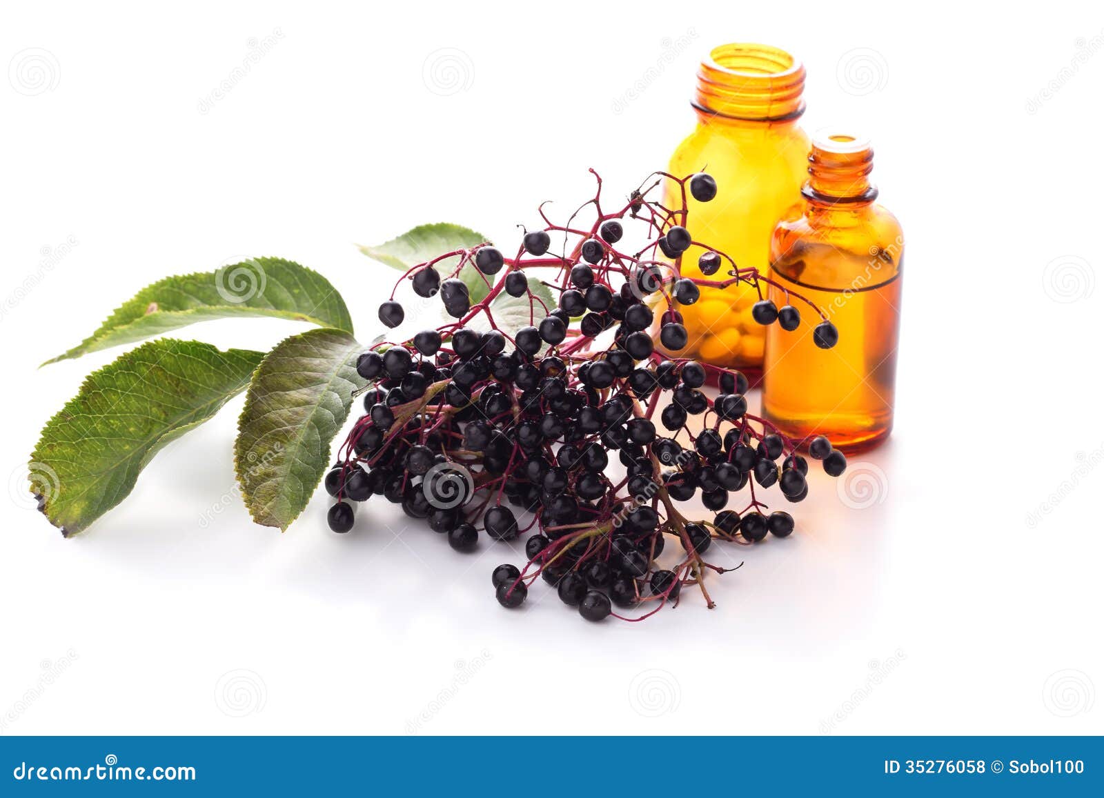 Baya del saúco en blanco foto de archivo. Imagen de foto - 35276058