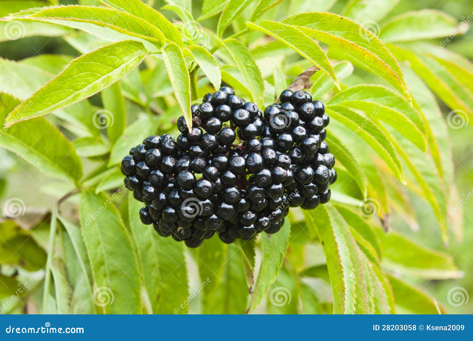 Baya del saúco negra foto de archivo. Imagen de planta - 28203058