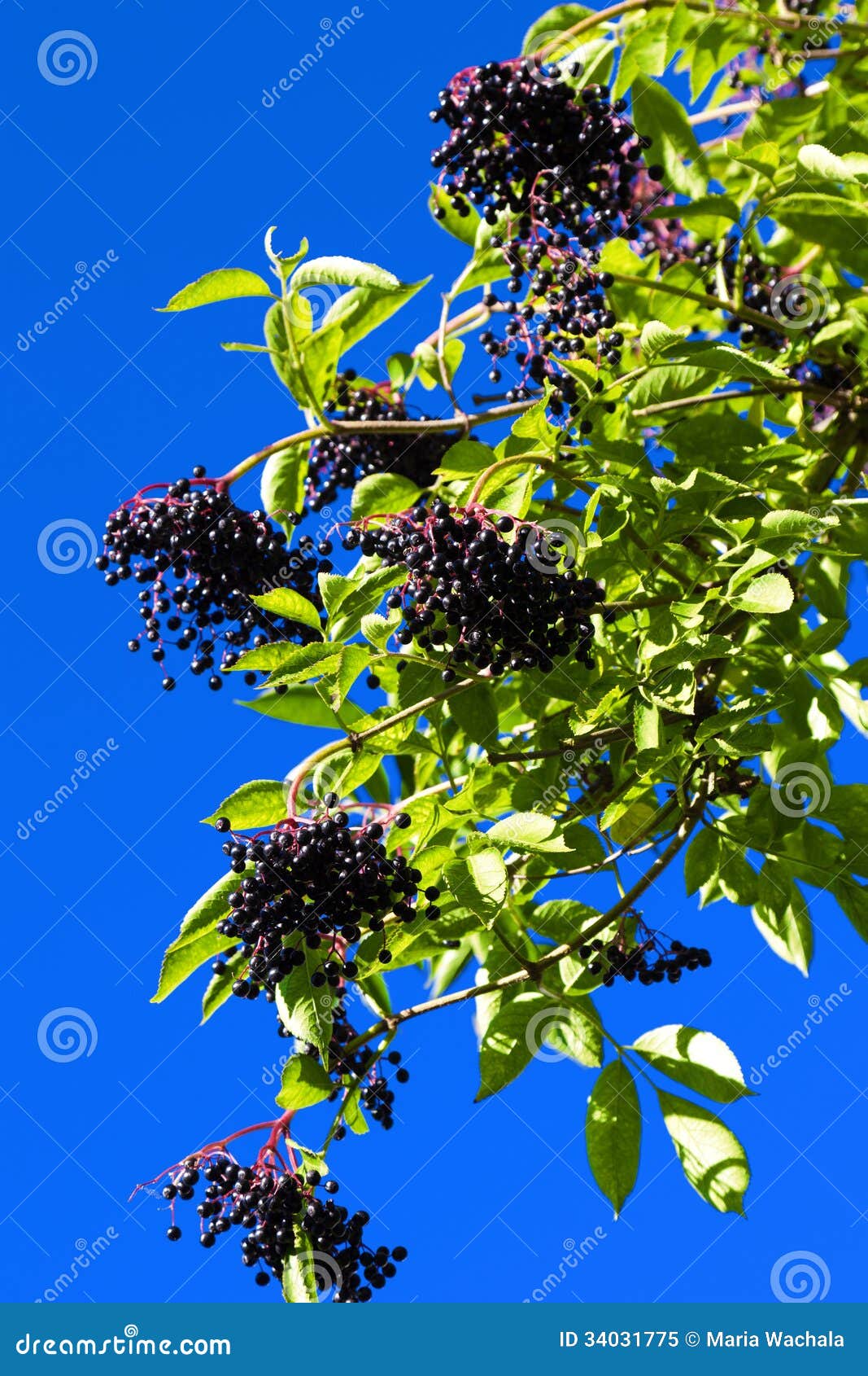 Baya del saúco negra imagen de archivo. Imagen de maduro - 34031775