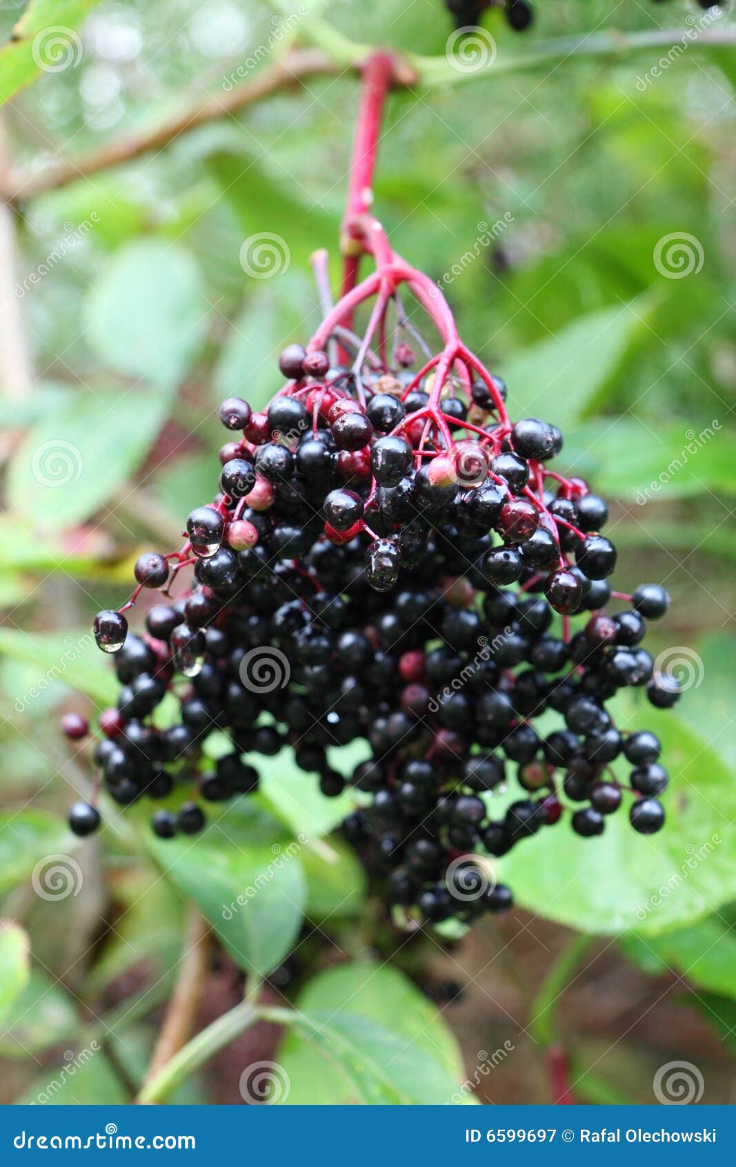 Baya del saúco negra imagen de archivo. Imagen de ingrediente - 6599697