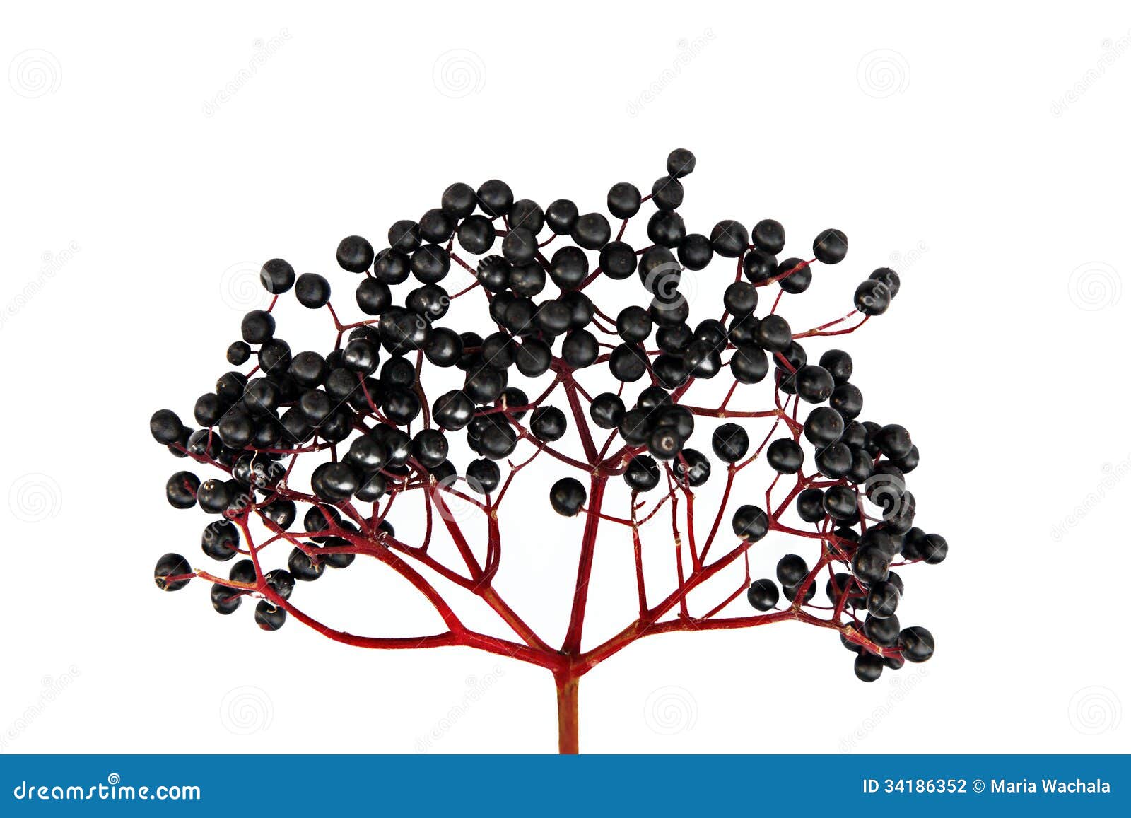 Baya Del Saúco Negra Aislada Foto de archivo - Imagen de negro, tallo ...