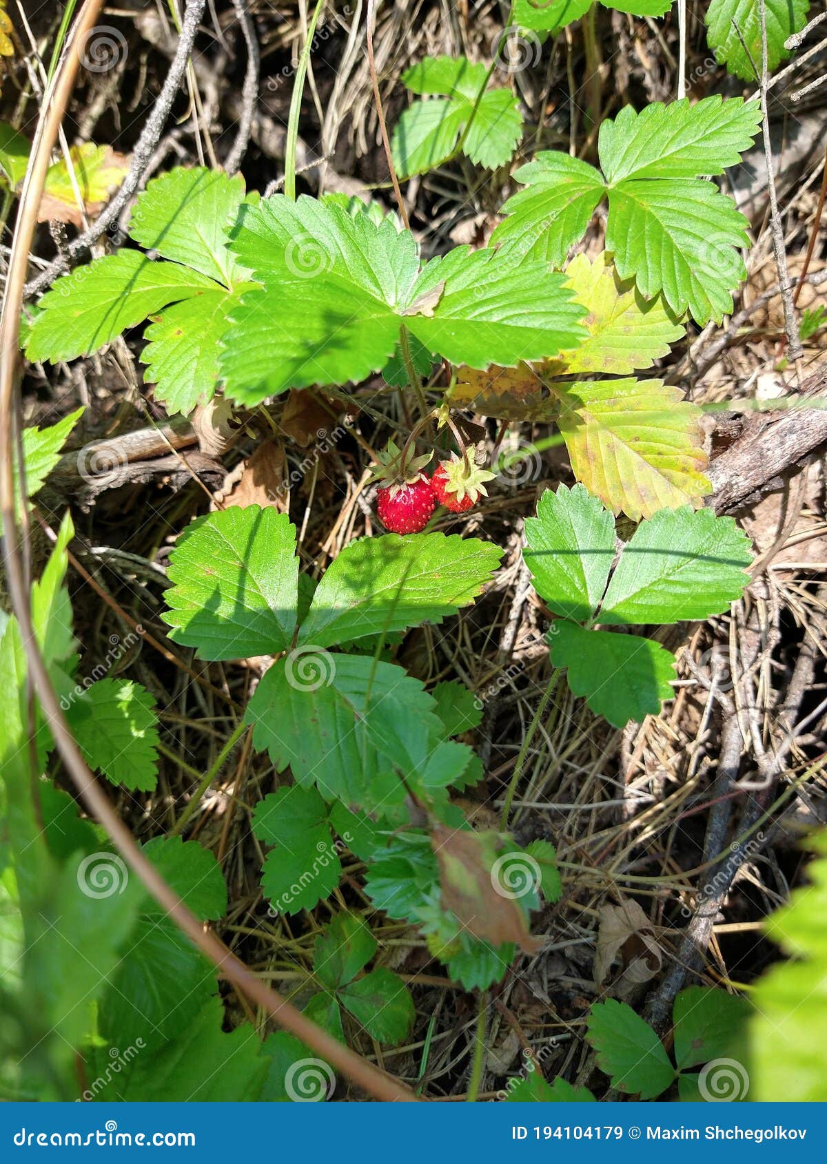 Baya en el bosque imagen de archivo. Imagen de fruta - 194104179