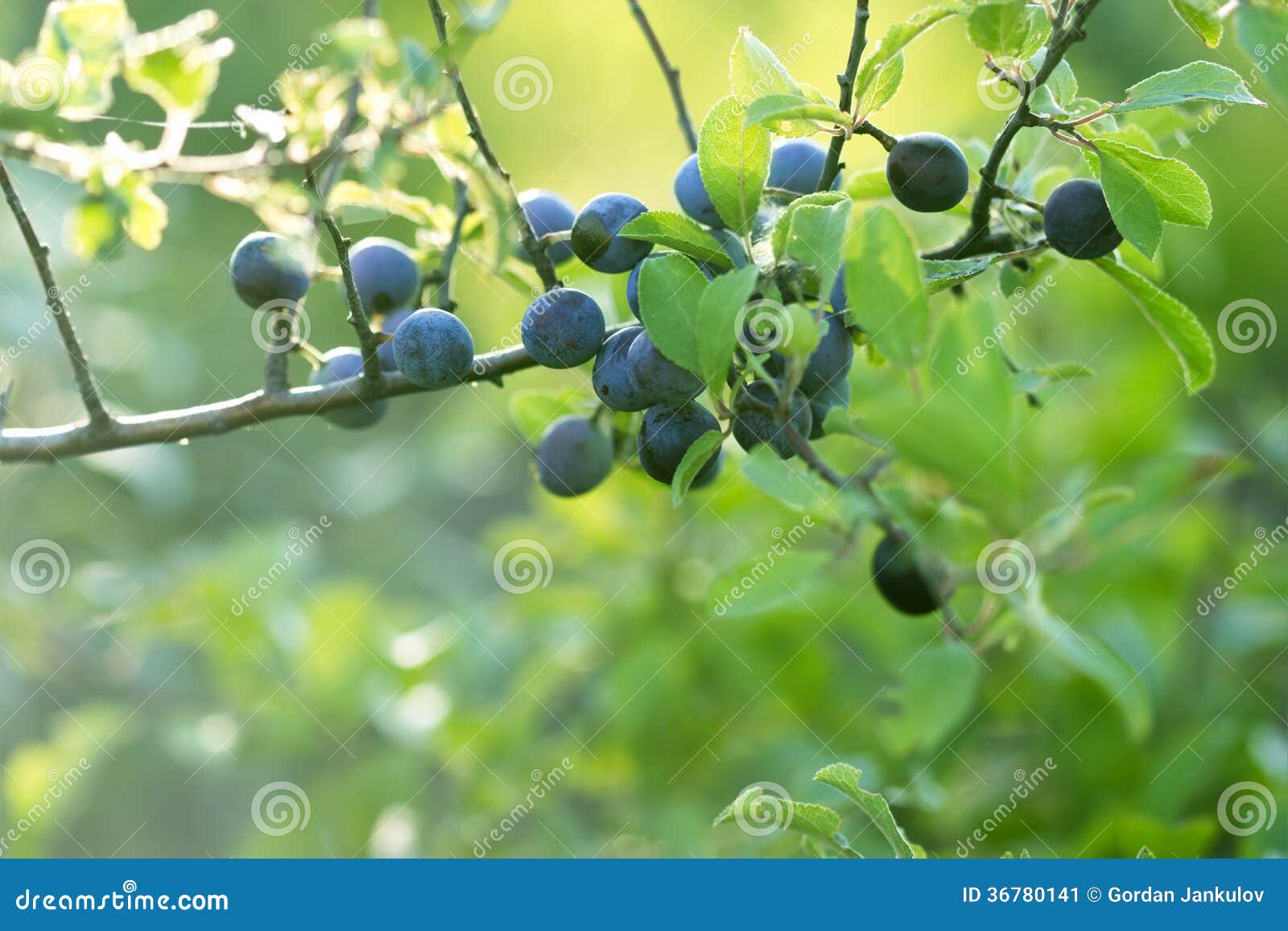 Baya (fruta del bosque) imagen de archivo. Imagen de hoja - 36780141