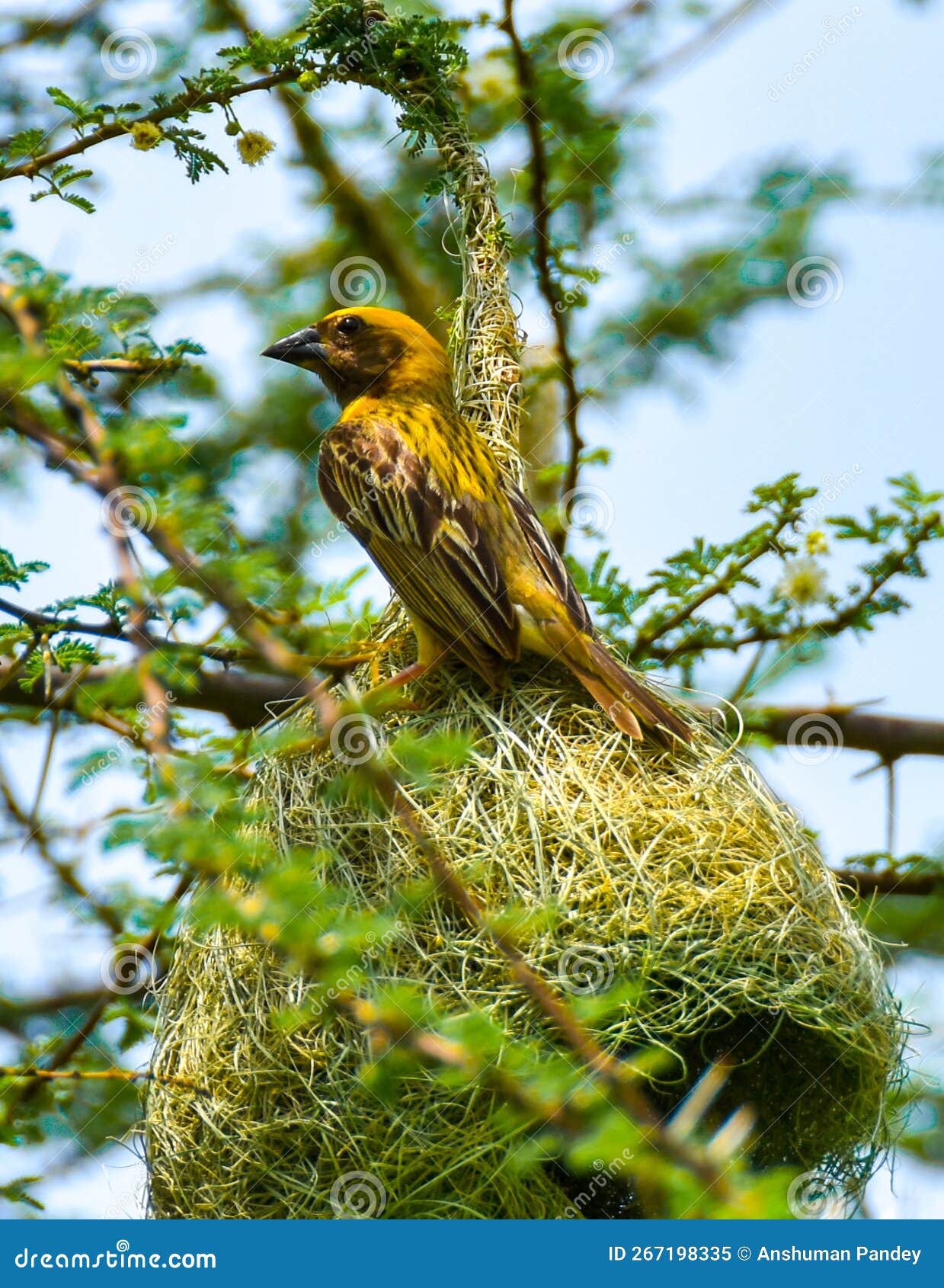 Baya the tailor bird stock image. Image of sparrow, beak - 267198335