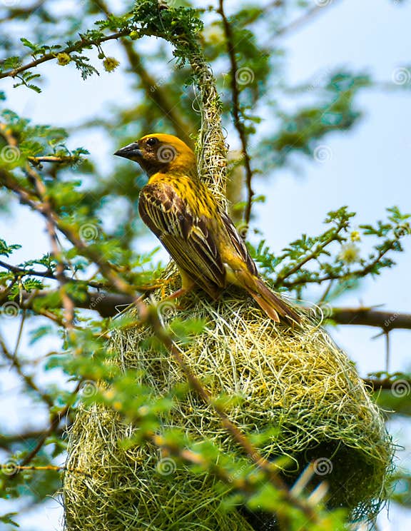 Baya the tailor bird stock image. Image of sparrow, beak - 267198335