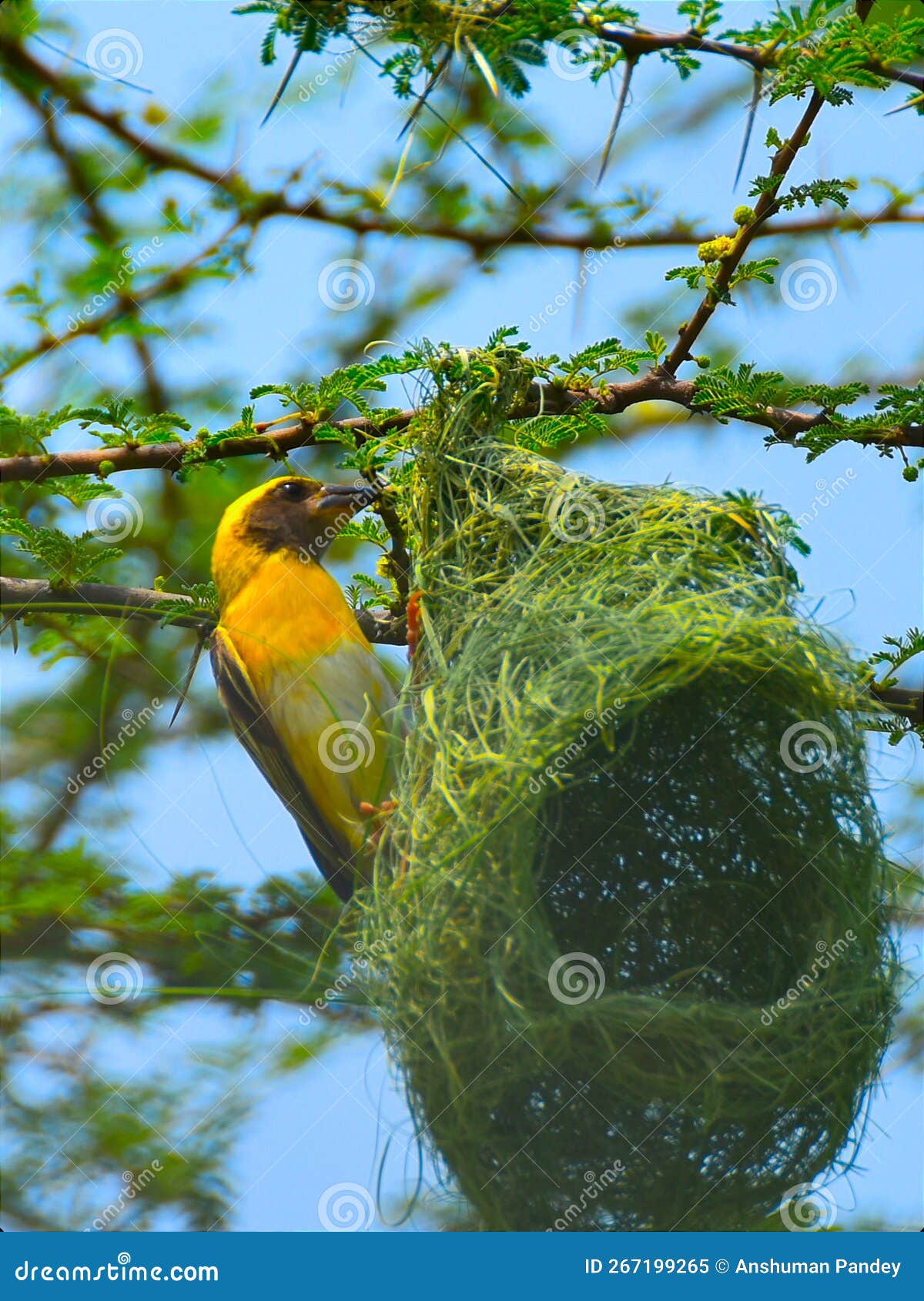 Baya the tailor bird stock image. Image of animal, forest - 267199265