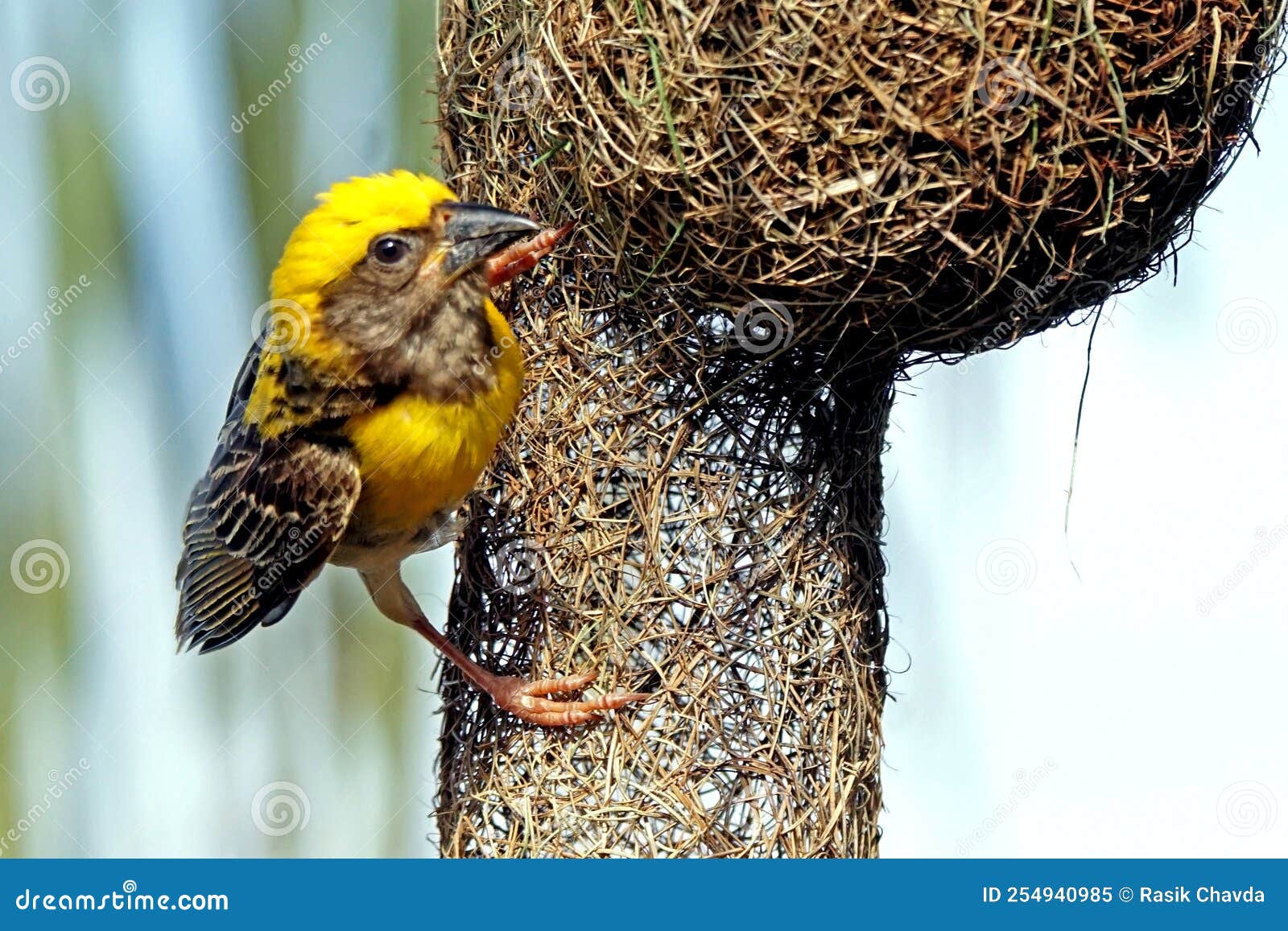 Baya Viver Female in Nesting Session Stock Image - Image of beak, baya ...