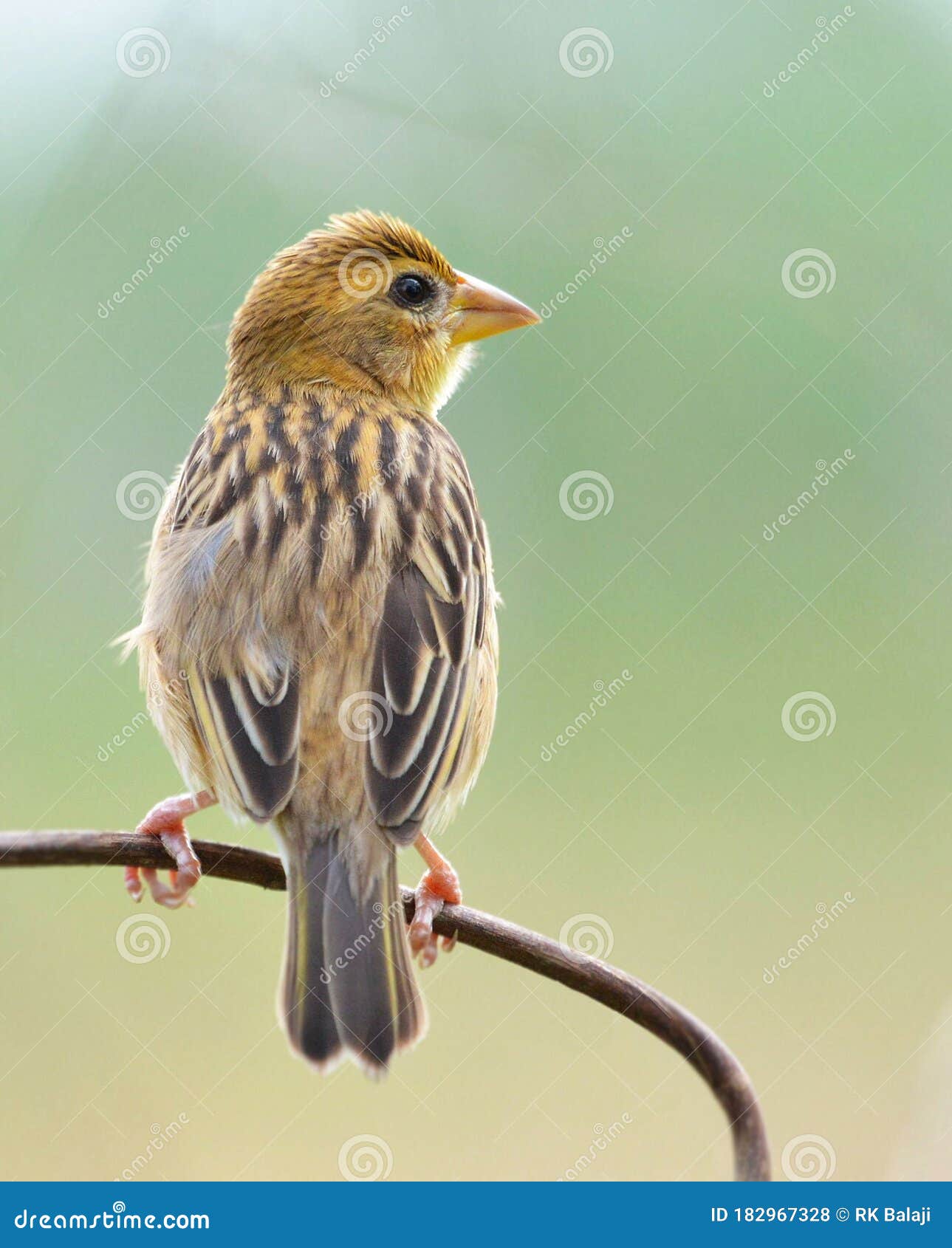 Baya weaver stock photo. Image of wildlife, yellow, shorebird - 182967328