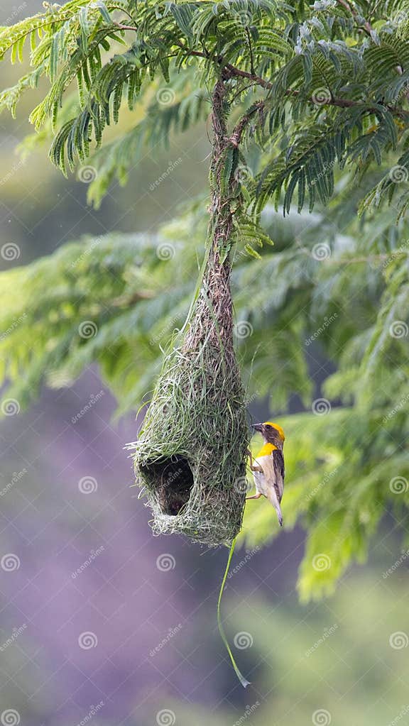 Baya weaver bird stock photo. Image of bata, weaver - 198883114
