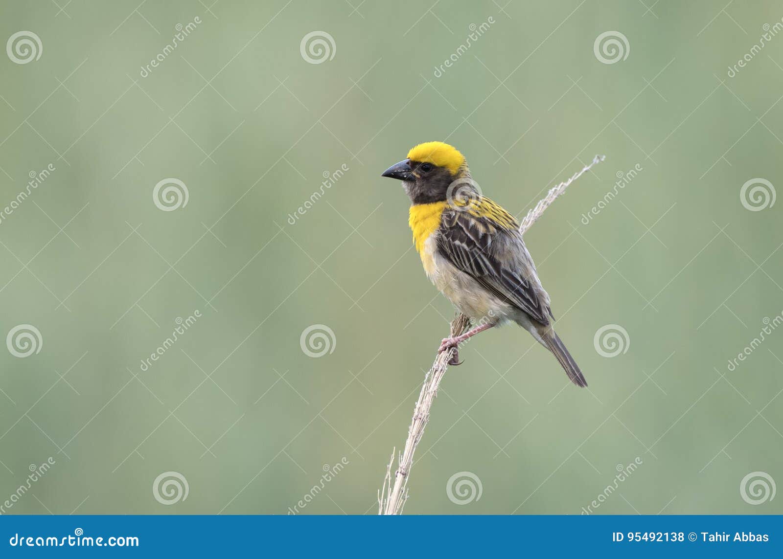 The baya weaver bird stock photo. Image of cheerful, home - 95492138