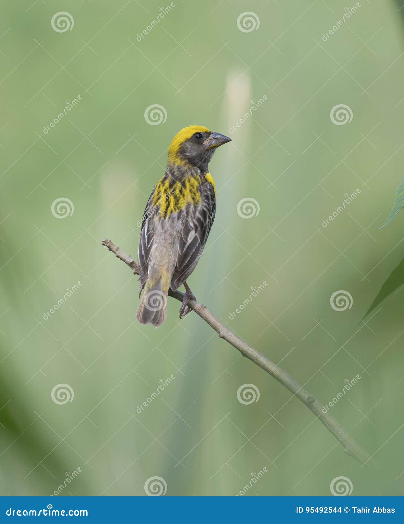 The baya weaver bird stock photo. Image of family, branch - 95492544
