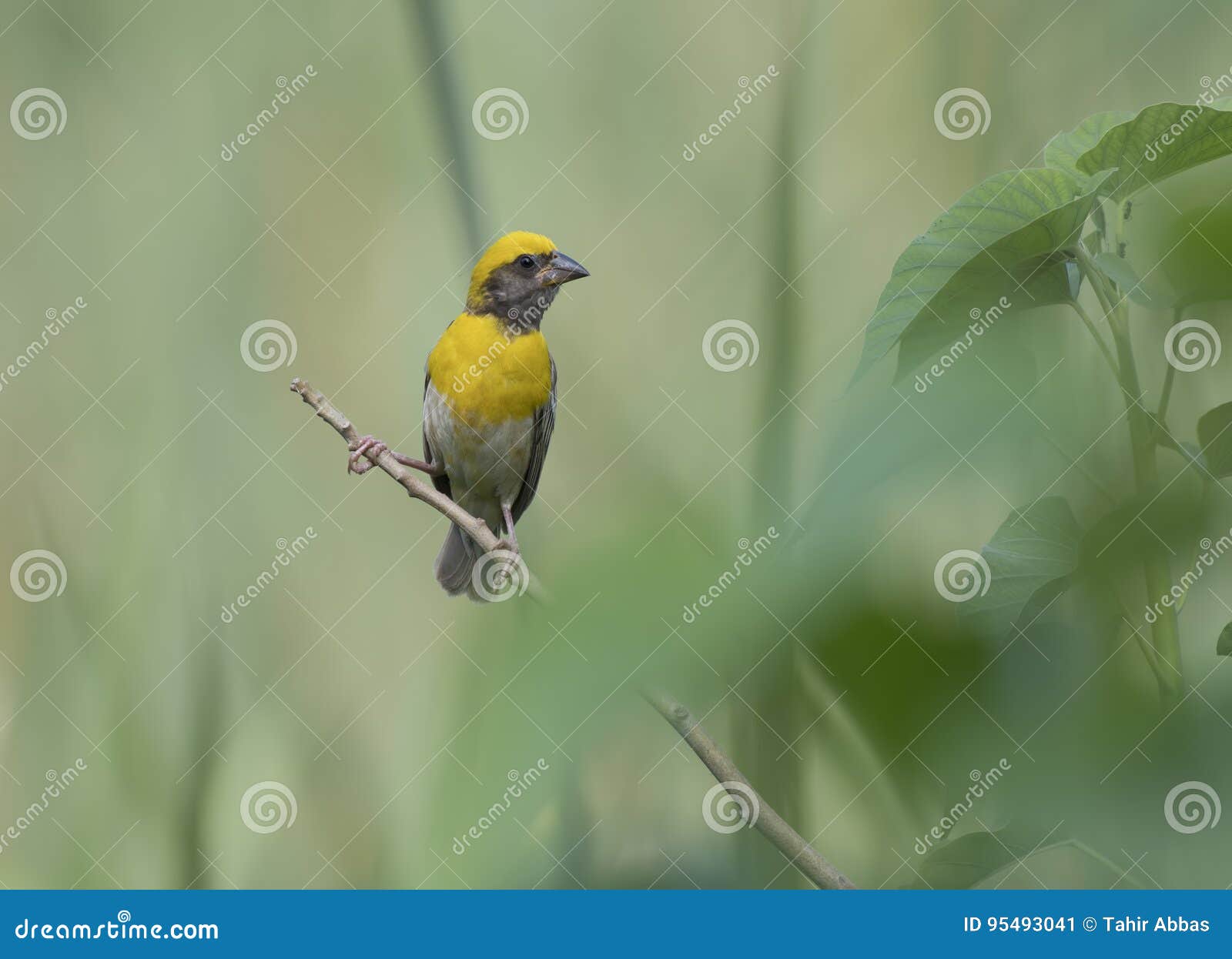 The baya weaver bird stock image. Image of culture, branch - 95493041