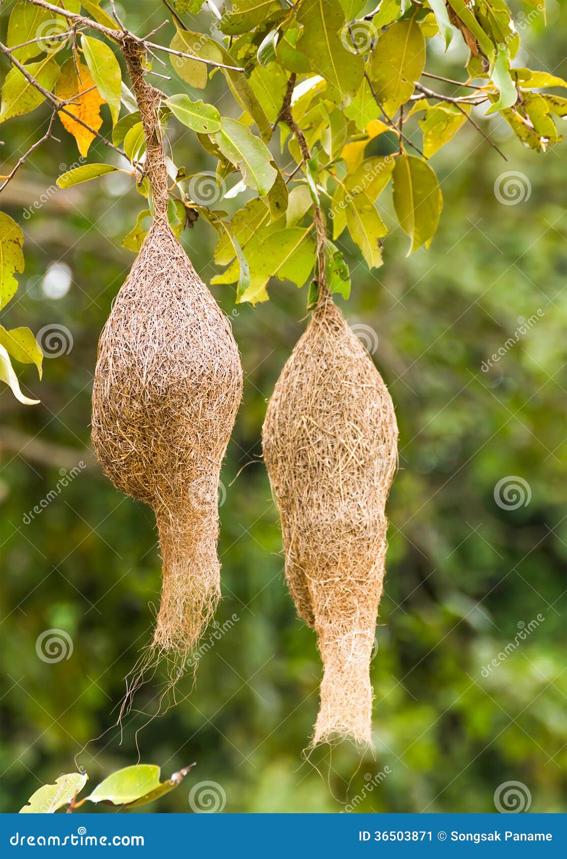 Baya weaver bird nest stock image. Image of weaver, wing - 36503871