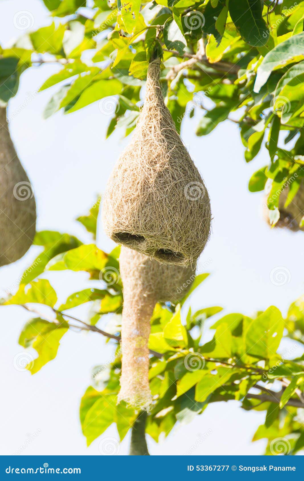 Baya weaver bird nest stock image. Image of bird, jungle - 53367277