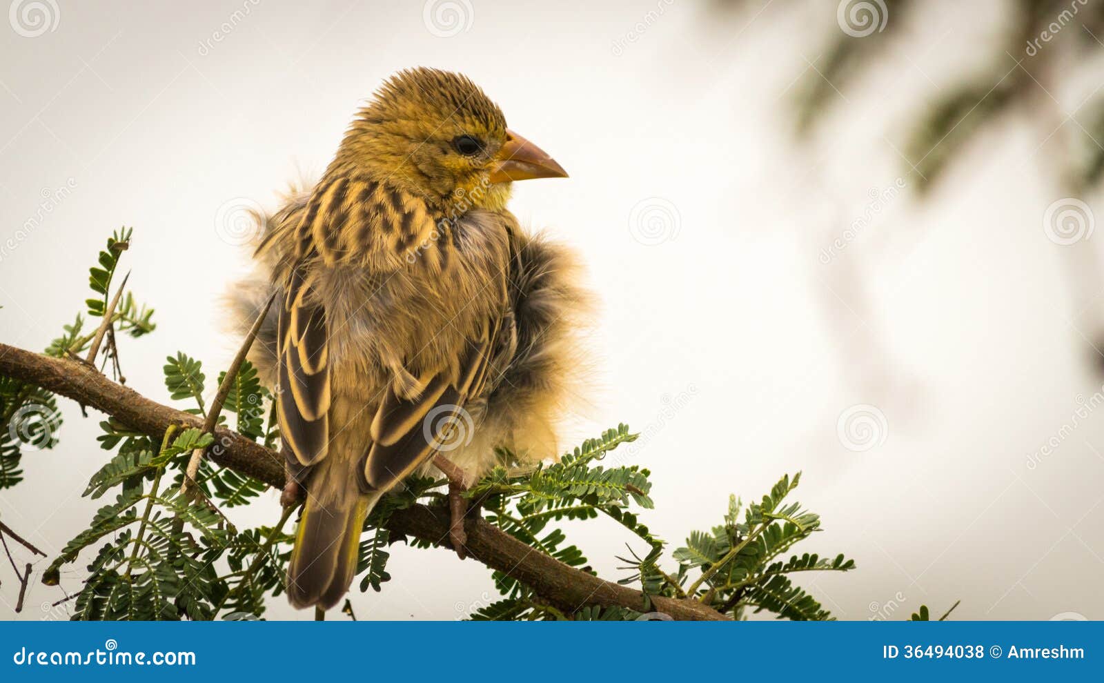 Baya Weaver, Left stock photo. Image of biology, birding - 36494038