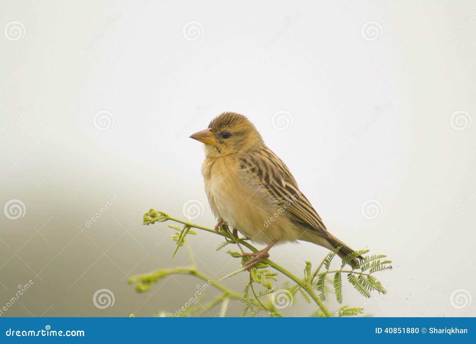 Baya Weaver Sparrow stock photo. Image of birds, pradesh - 40851880