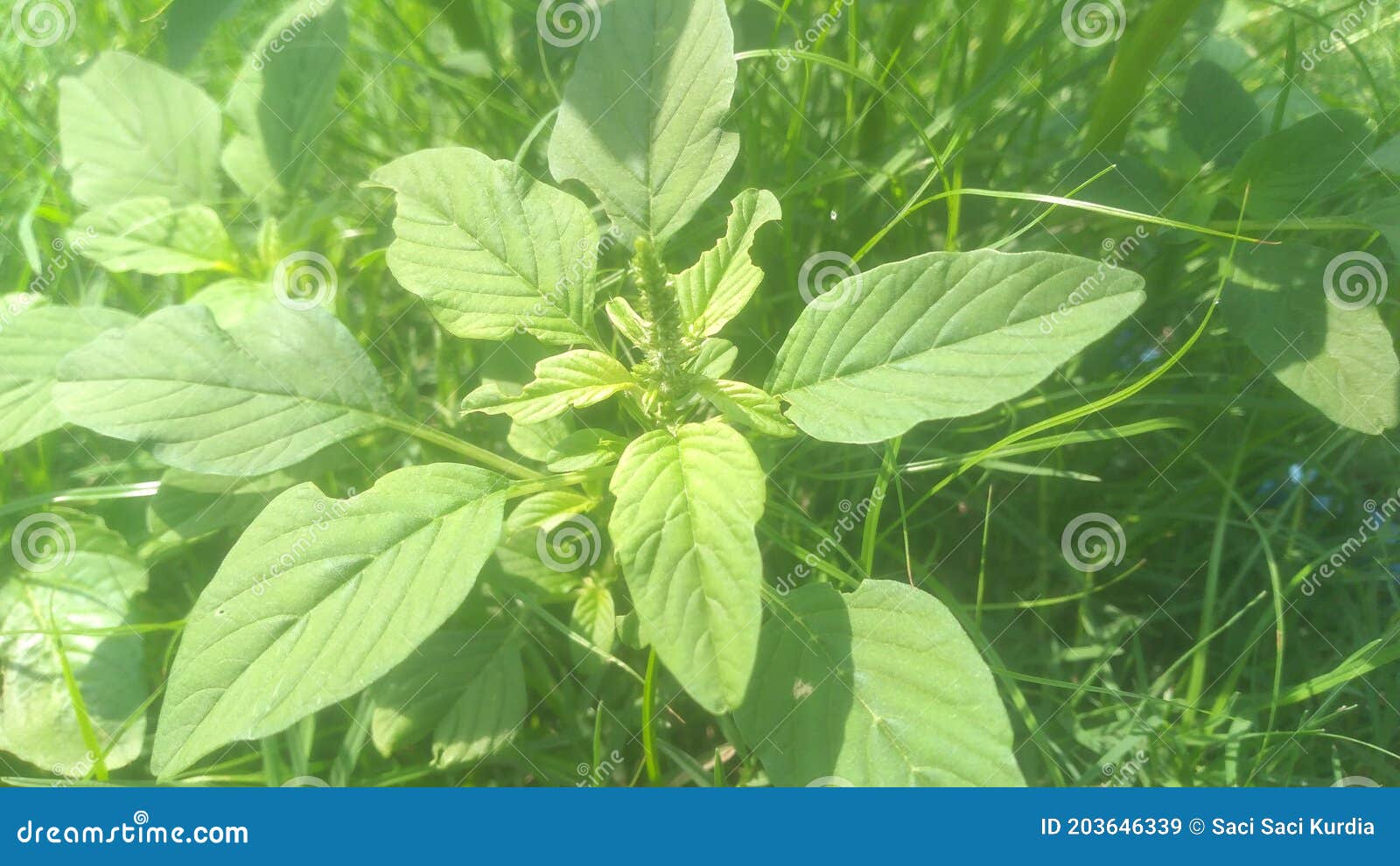 Bayam hijau green spinach stock image. Image of bunga - 203646339