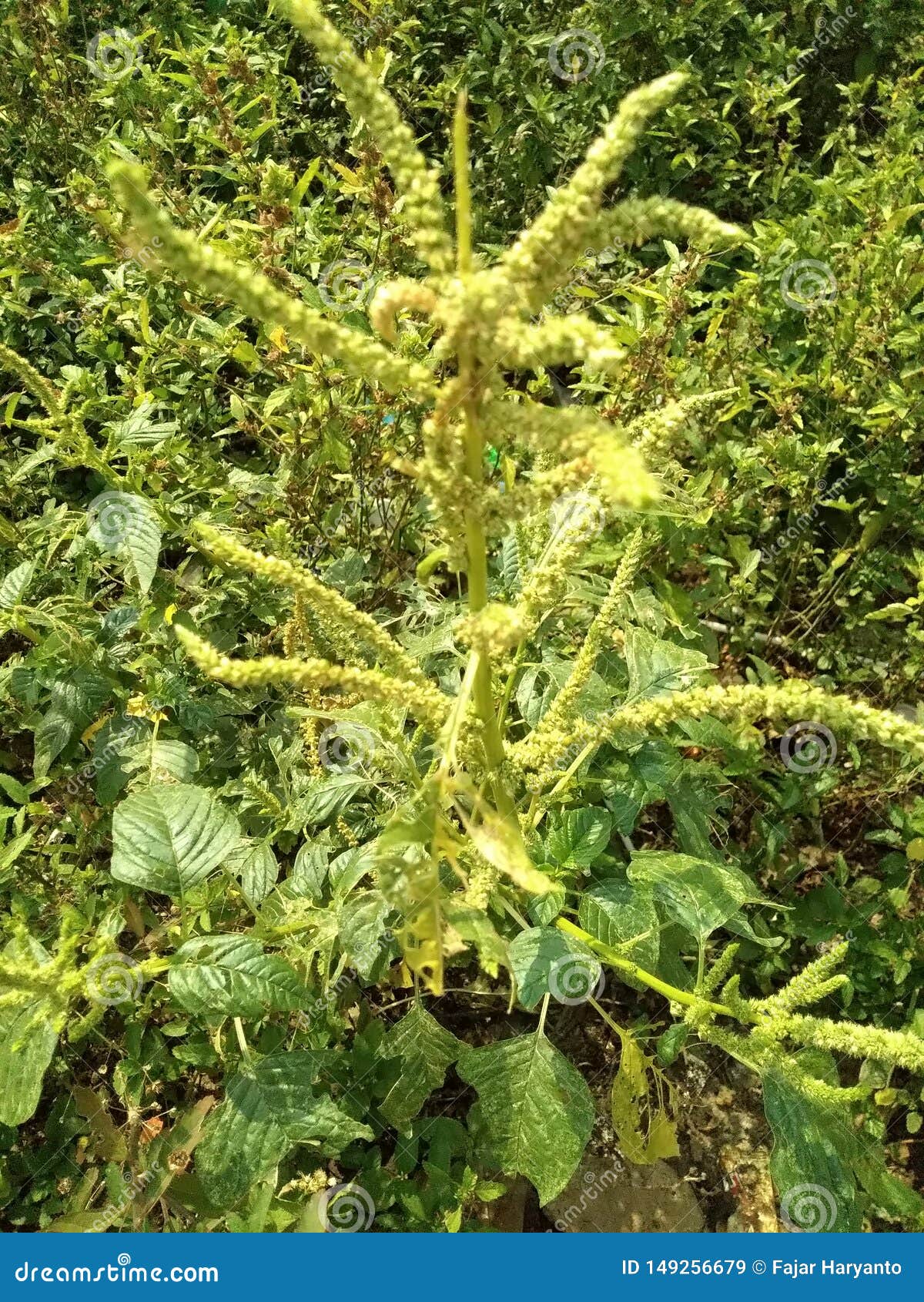 Bayam tree of indonesia stock image. Image of indonesia - 149256679