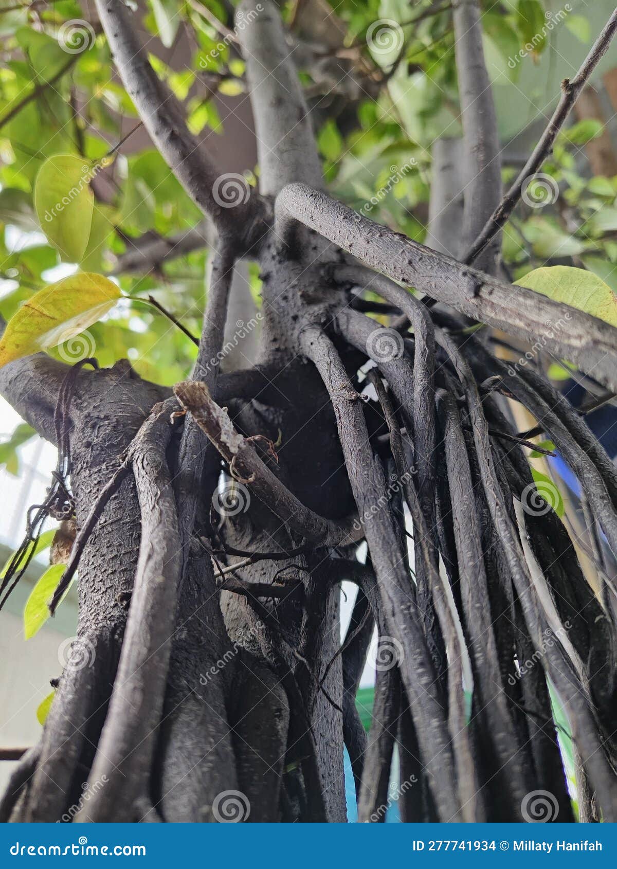 Bayan Tree stock photo. Image of garden, banyan, tree - 277741934