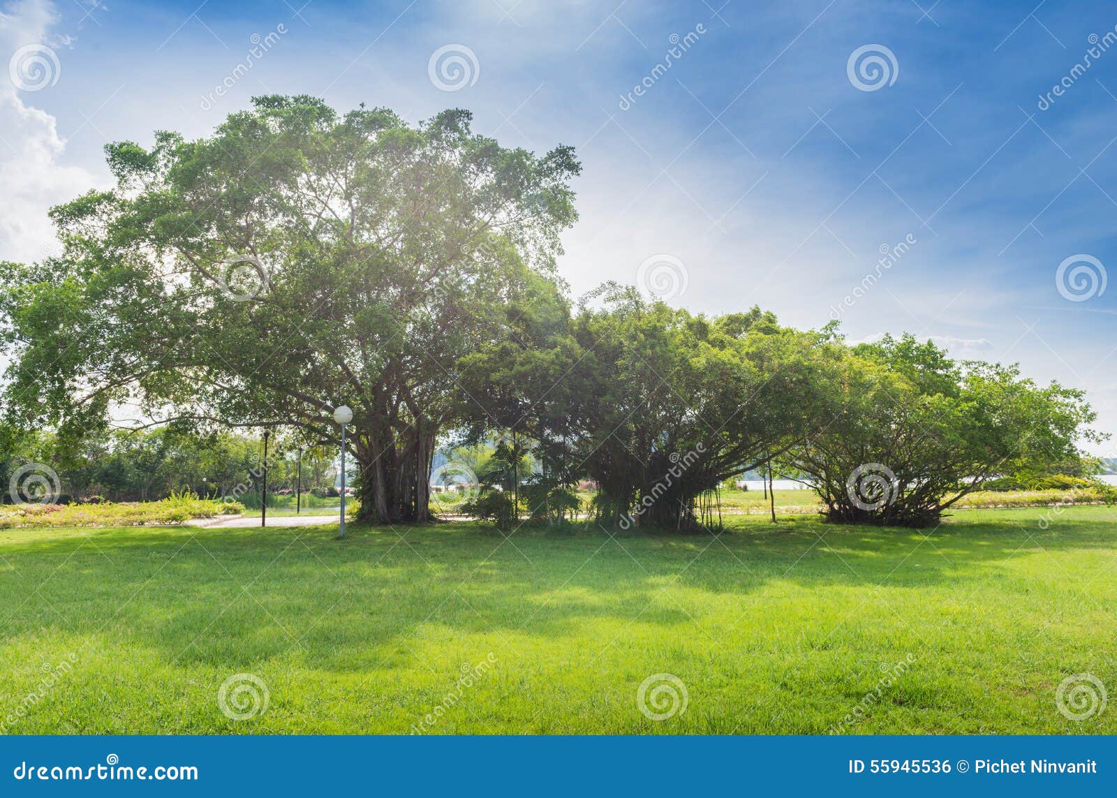 Bayan tree stock photo. Image of forest, beautiful, foliage - 55945536