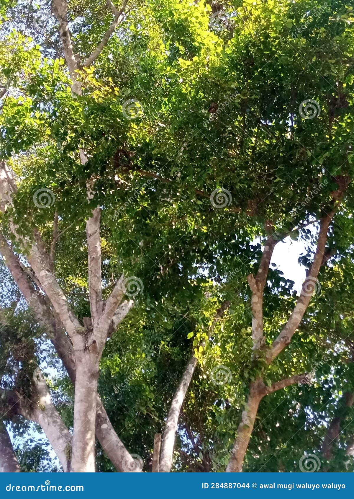 Bayan Tree Very Good Indonesia, Stock Photo - Image of bayan, good ...