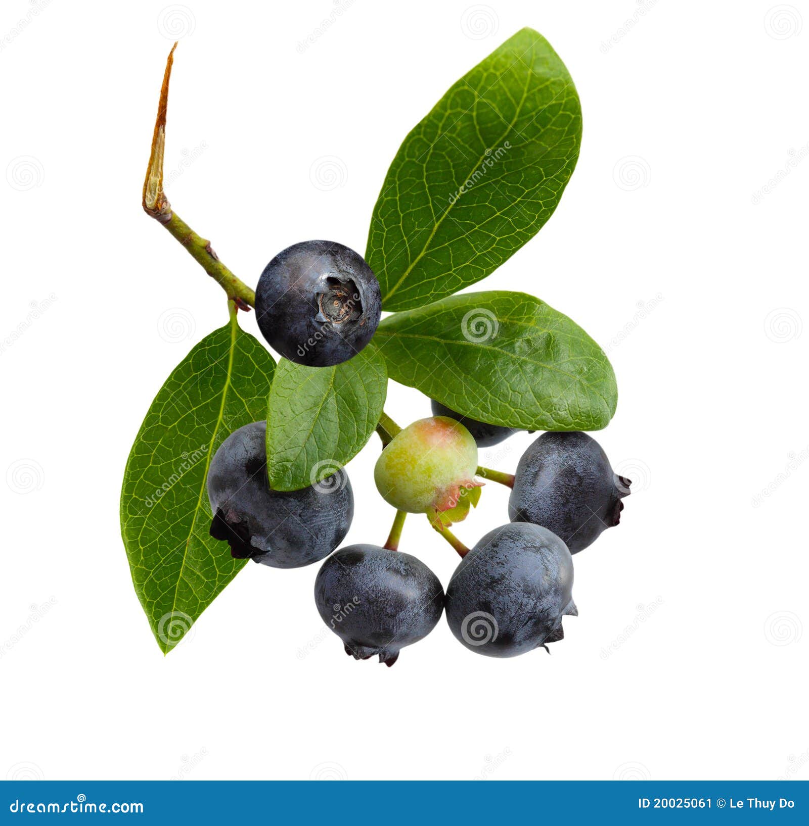 Bayas azules imagen de archivo. Imagen de verde, maduro - 20025061