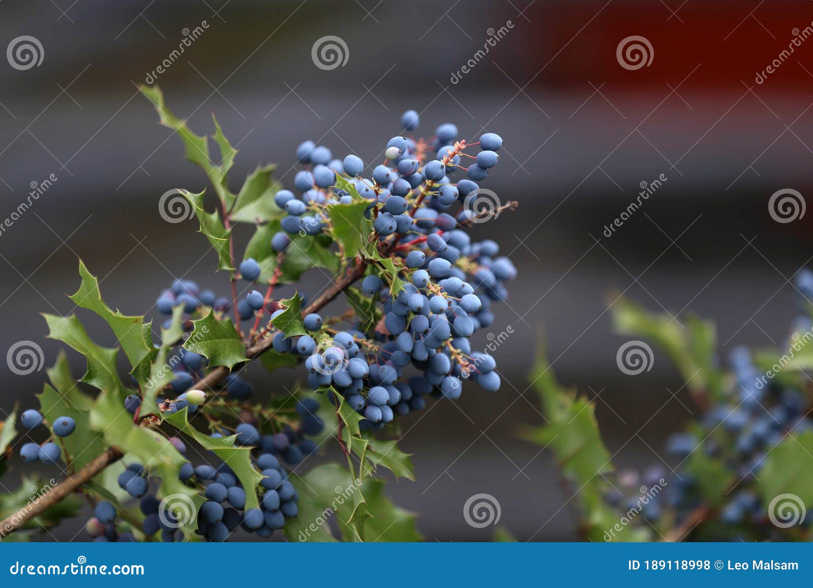 Bayas Azules Sobre Ramas Del Bosque Foto de archivo - Imagen de azul ...