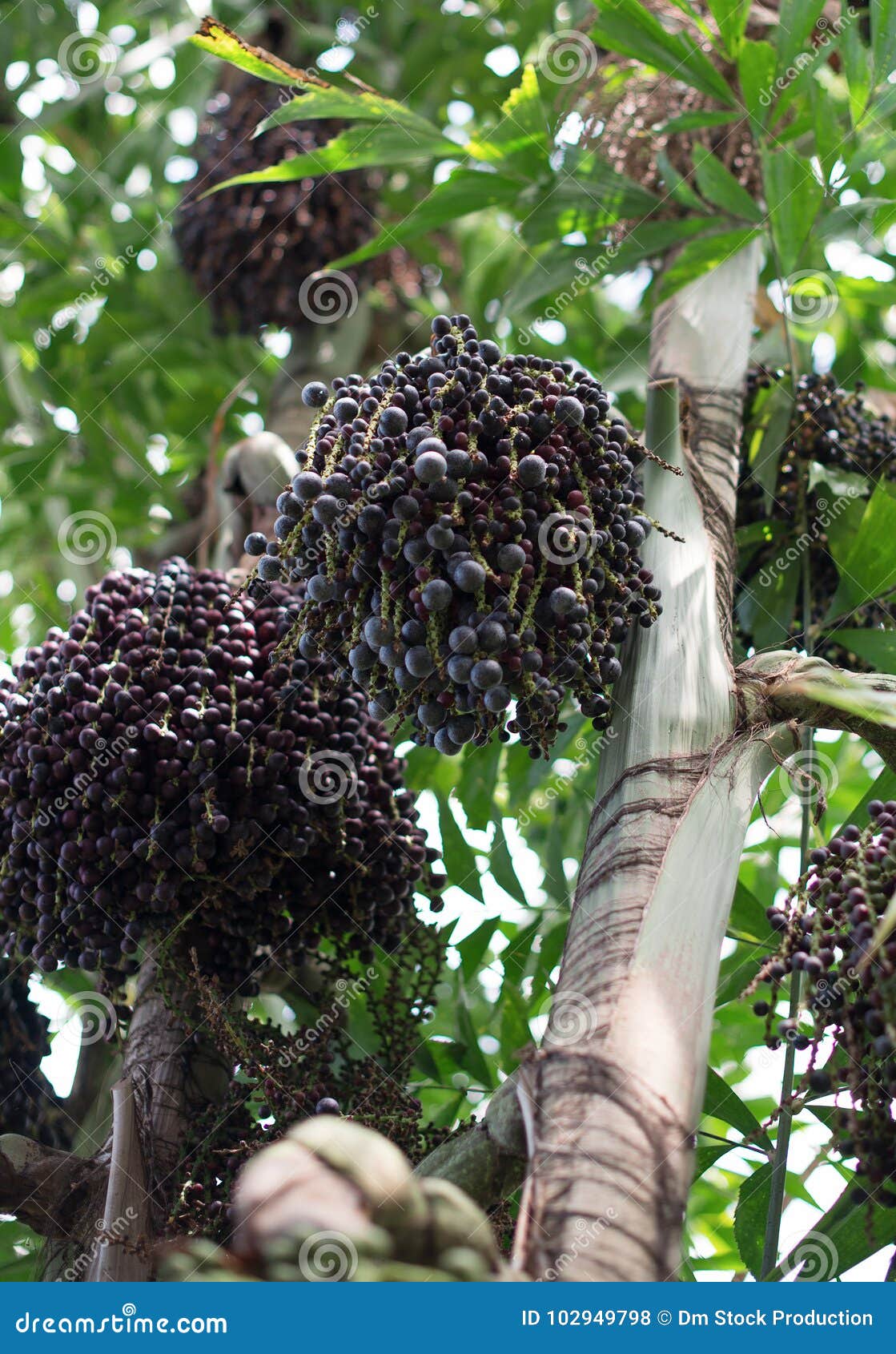 Bayas de Acai foto de archivo. Imagen de euterismo, tropical - 102949798