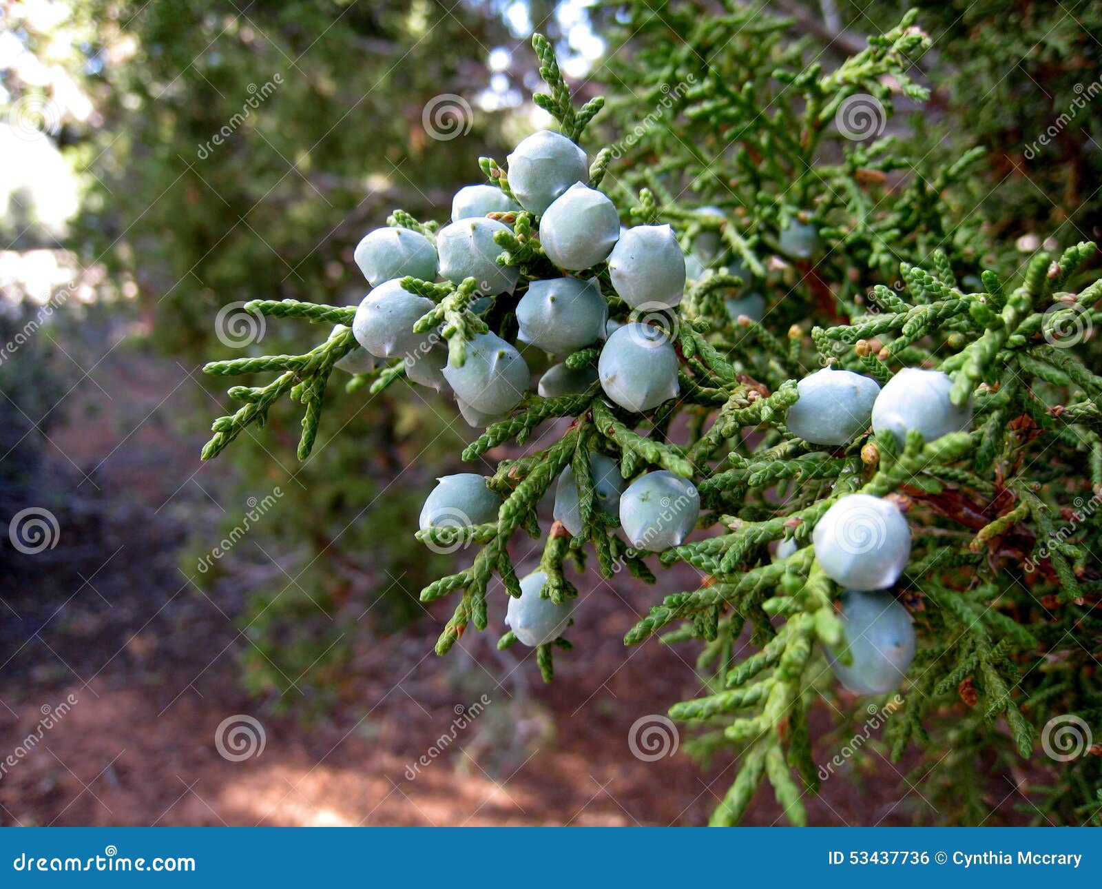 Bayas de enebro foto de archivo. Imagen de sudoeste, flora - 53437736