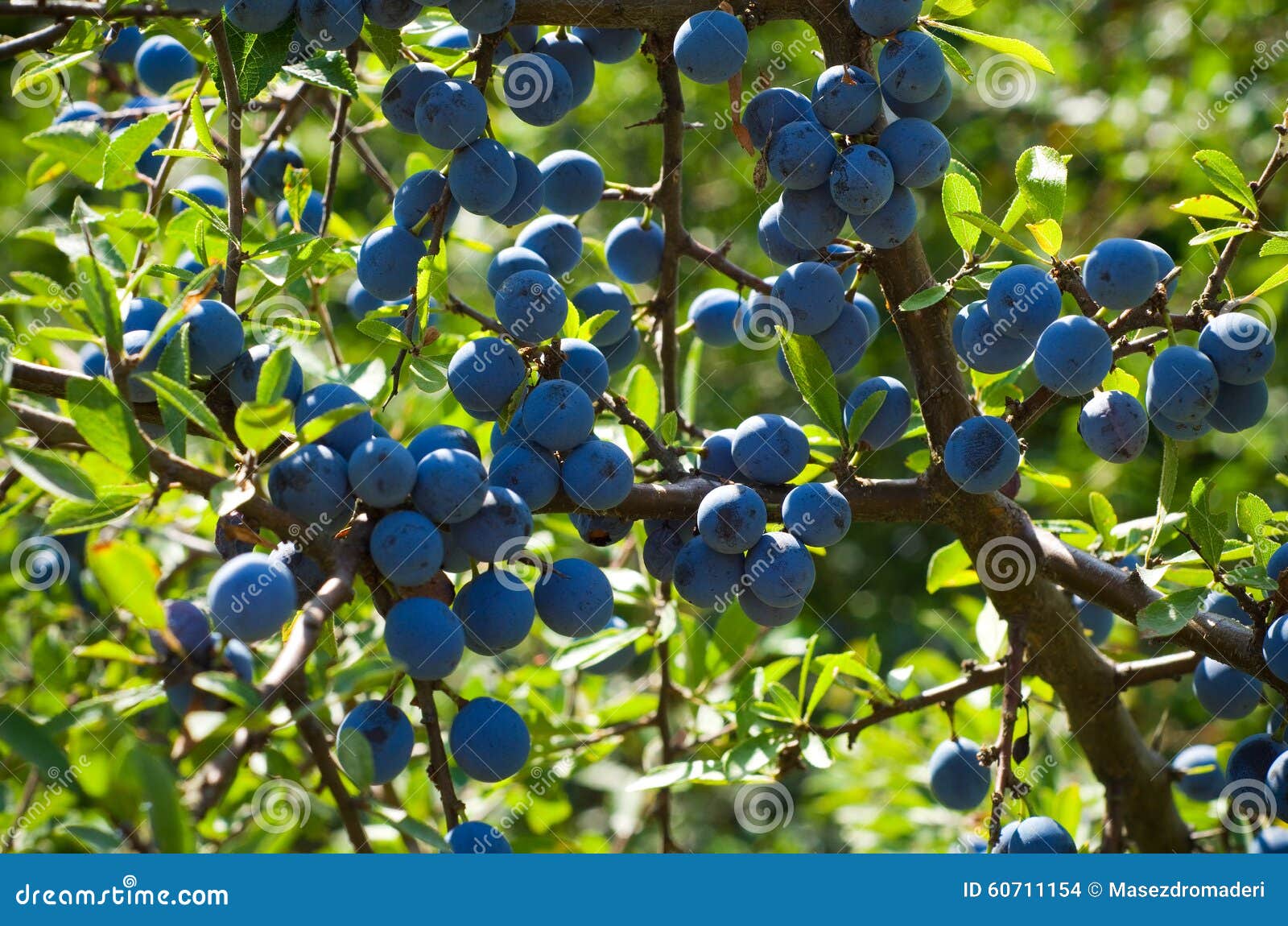 5,182 Endrino Fotos de stock - Fotos libres de regalías de Dreamstime