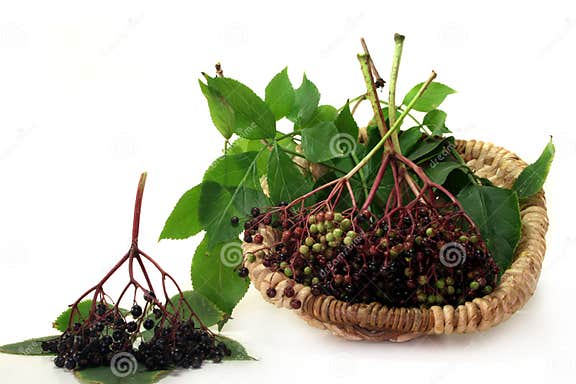 Bayas del saúco imagen de archivo. Imagen de bayas, jugo - 15911839