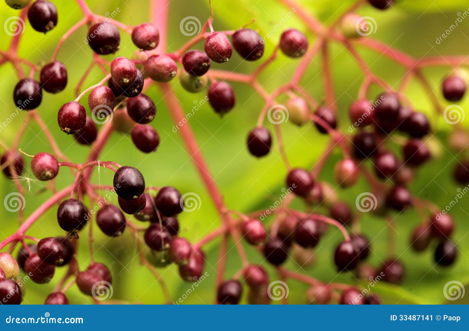 Bayas del saúco imagen de archivo. Imagen de elderberries - 33487141
