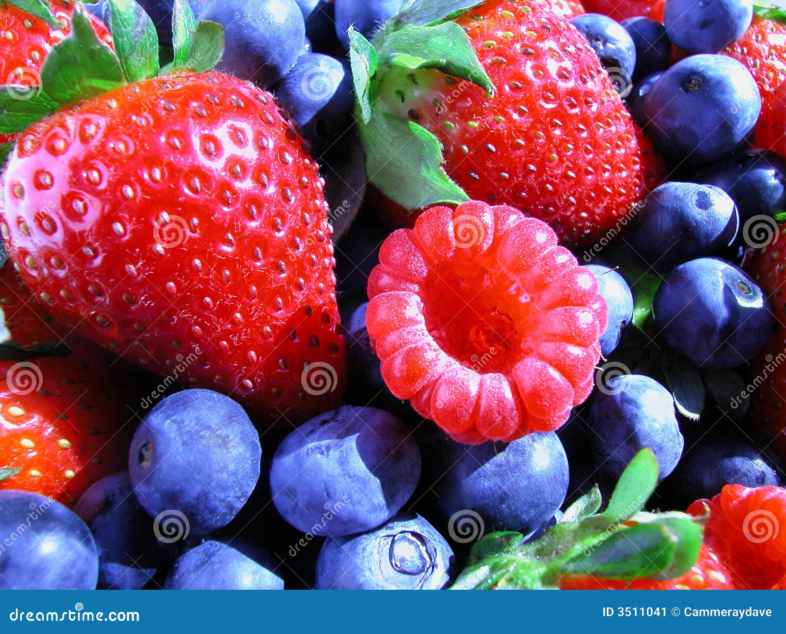 Bayas del verano imagen de archivo. Imagen de colorido - 3511041