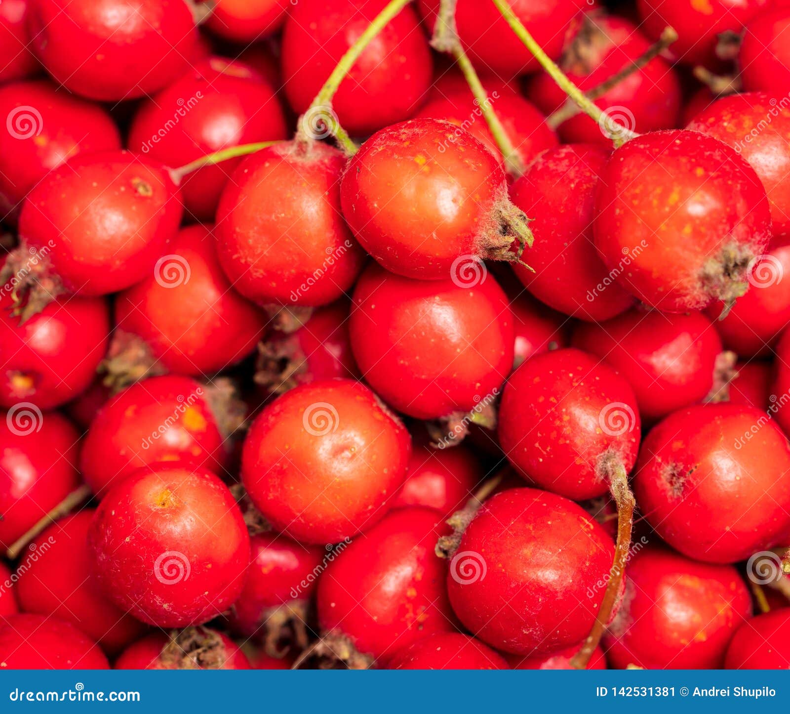 Bayas Rojas Del Espino Como Fondo Imagen de archivo - Imagen de jaja ...