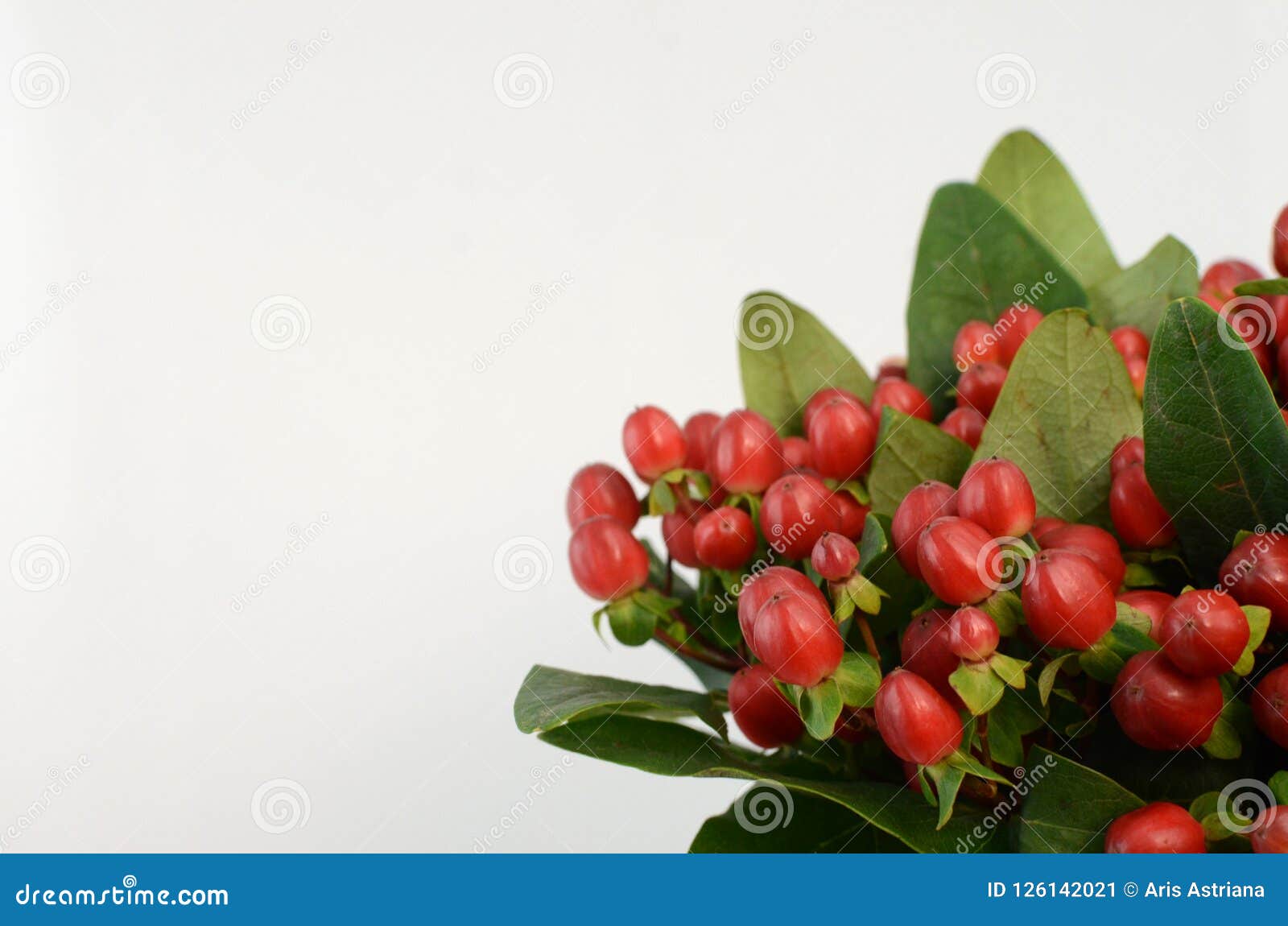 Bayas Rojas Del Hypericum En El Fondo Blanco Imagen de archivo - Imagen ...