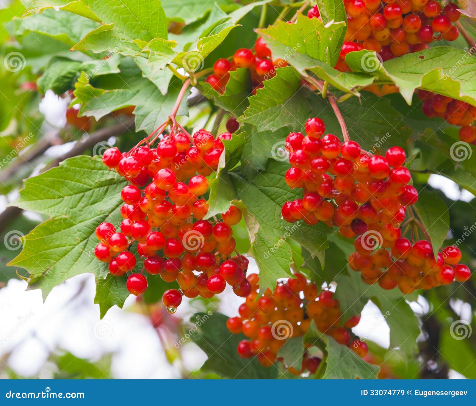 Bayas rojas del viburnum imagen de archivo. Imagen de frescura - 33074779
