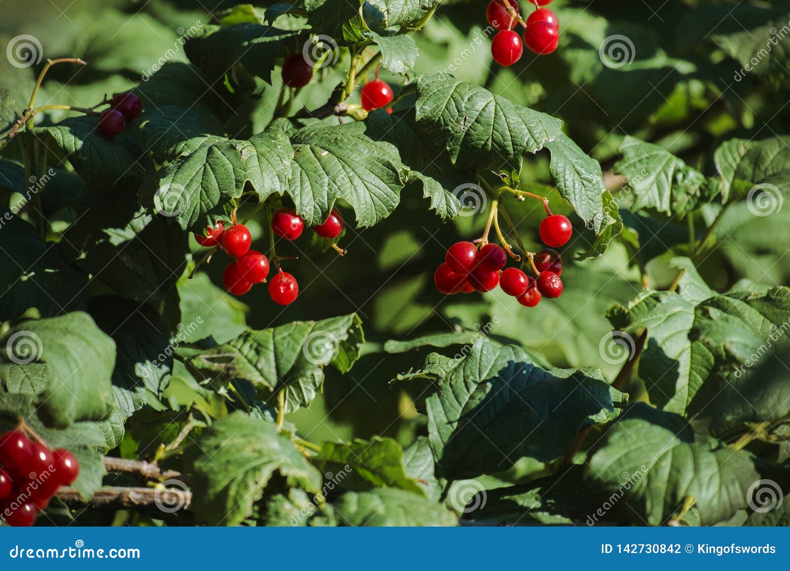 Bayas rojas del viburnum foto de archivo. Imagen de baya - 142730842