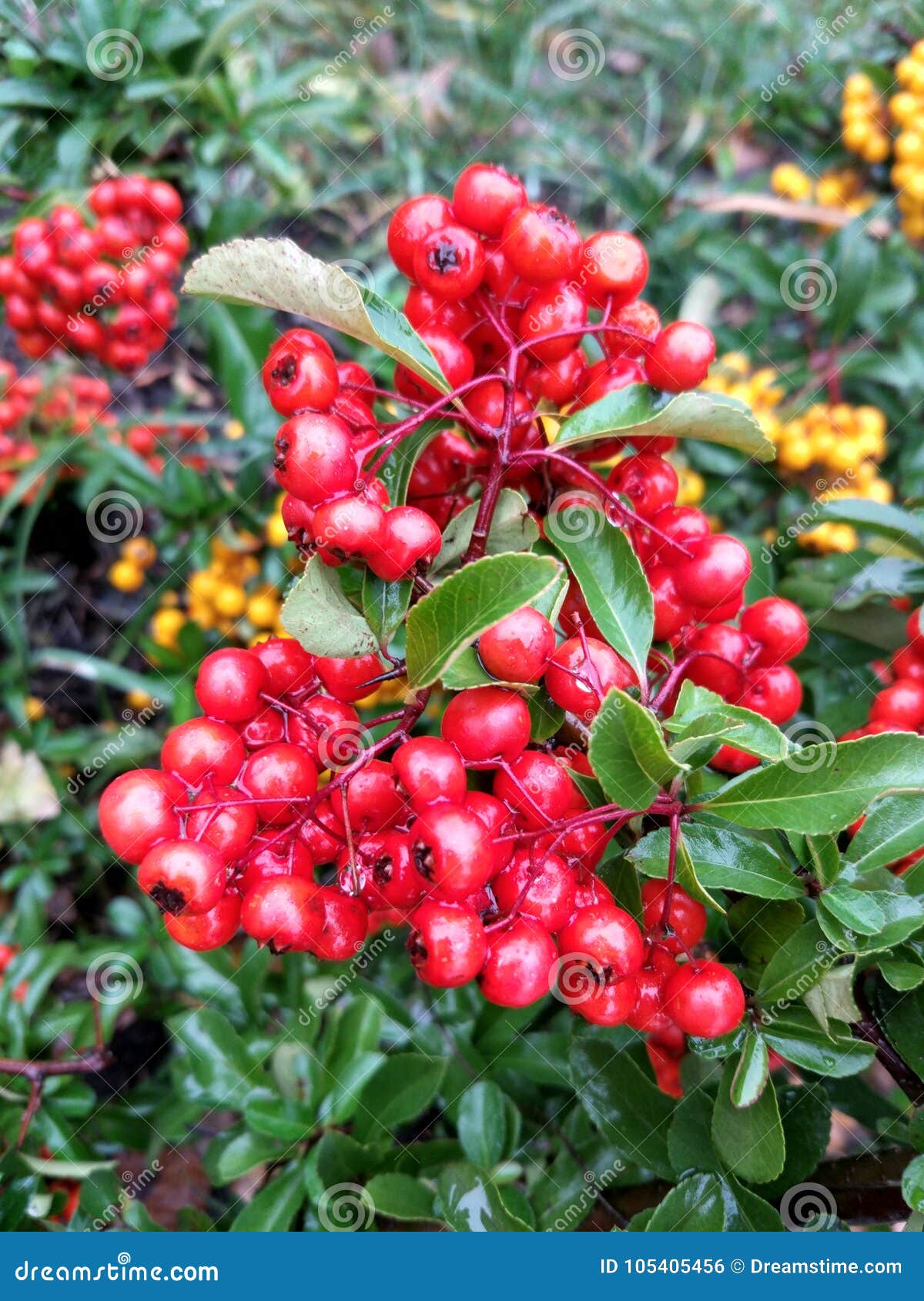 Bayas rojas en un arbusto foto de archivo. Imagen de arbustos - 105405456