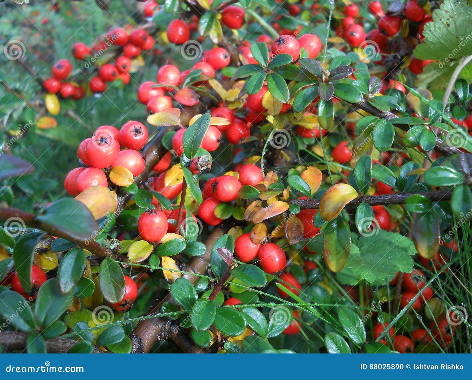 Bayas rojas en un arbusto foto de archivo. Imagen de planta - 88025890