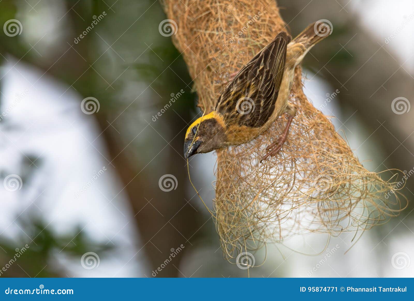 Bayawever Building Nest on De Boom Stock Afbeelding - Image of thailand ...