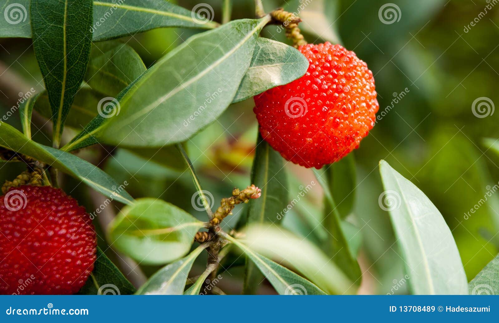 Red Bayberry Royalty-Free Stock Photo | CartoonDealer.com #53600625