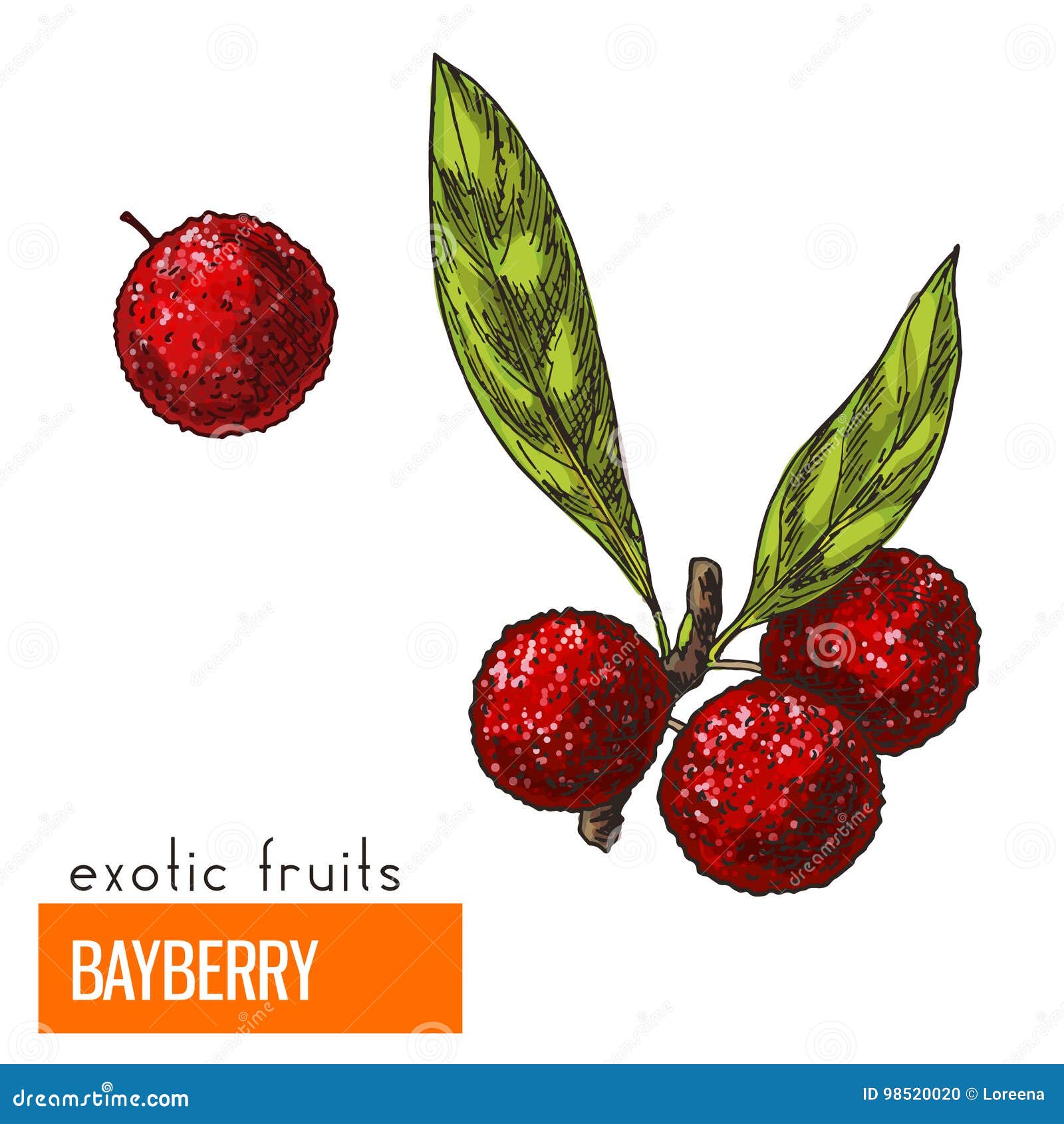 Bayberry Logo. Isolated Bayberry On White Background Vector ...