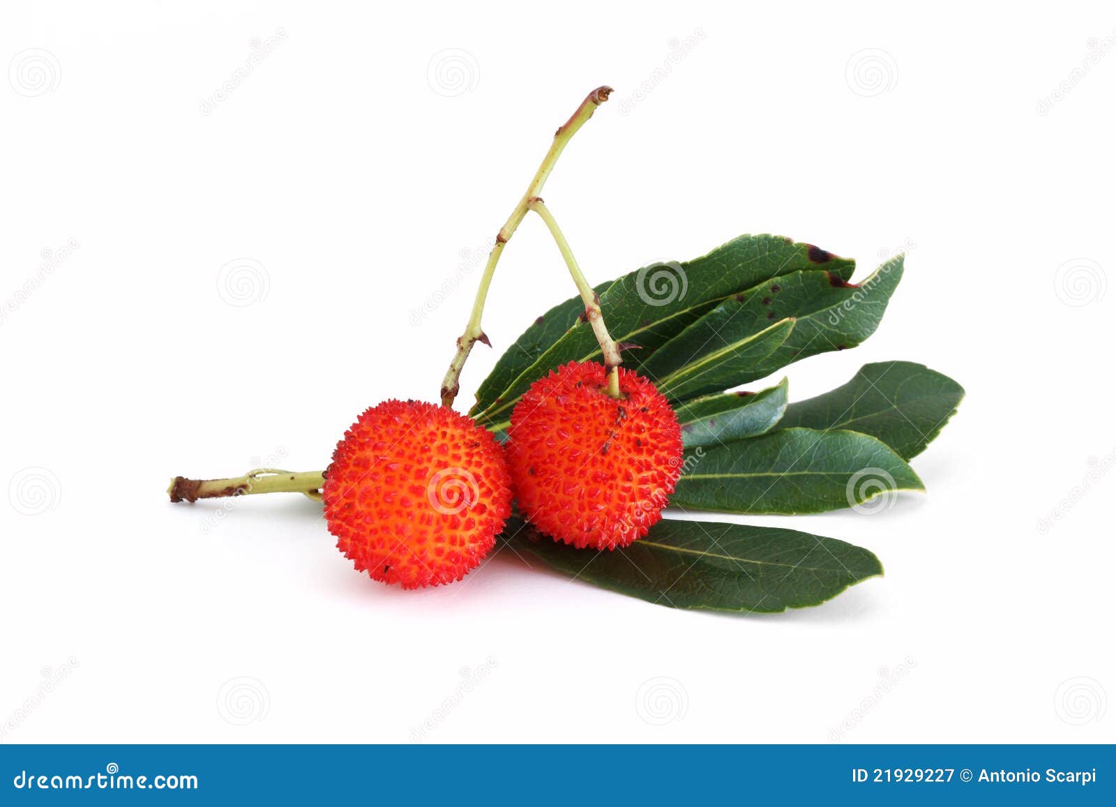 Bayberry rojo sobre blanco imagen de archivo. Imagen de color - 21929227