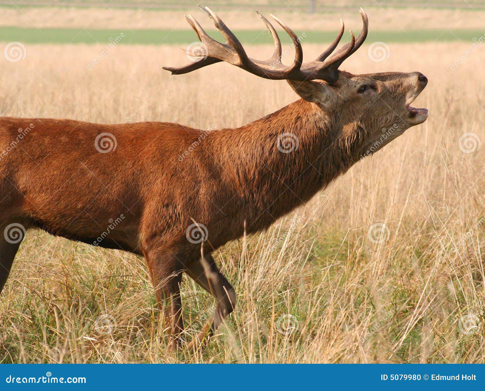 Baying Stag in Richmond Park Stock Photo - Image of nature, rural: 5079980
