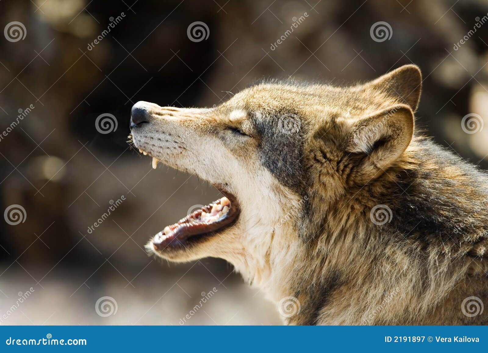The baying wolf stock image. Image of beast, muzzle, bark - 2191897