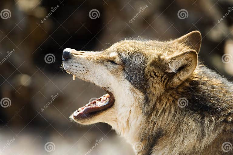 The baying wolf stock image. Image of beast, muzzle, bark - 2191897
