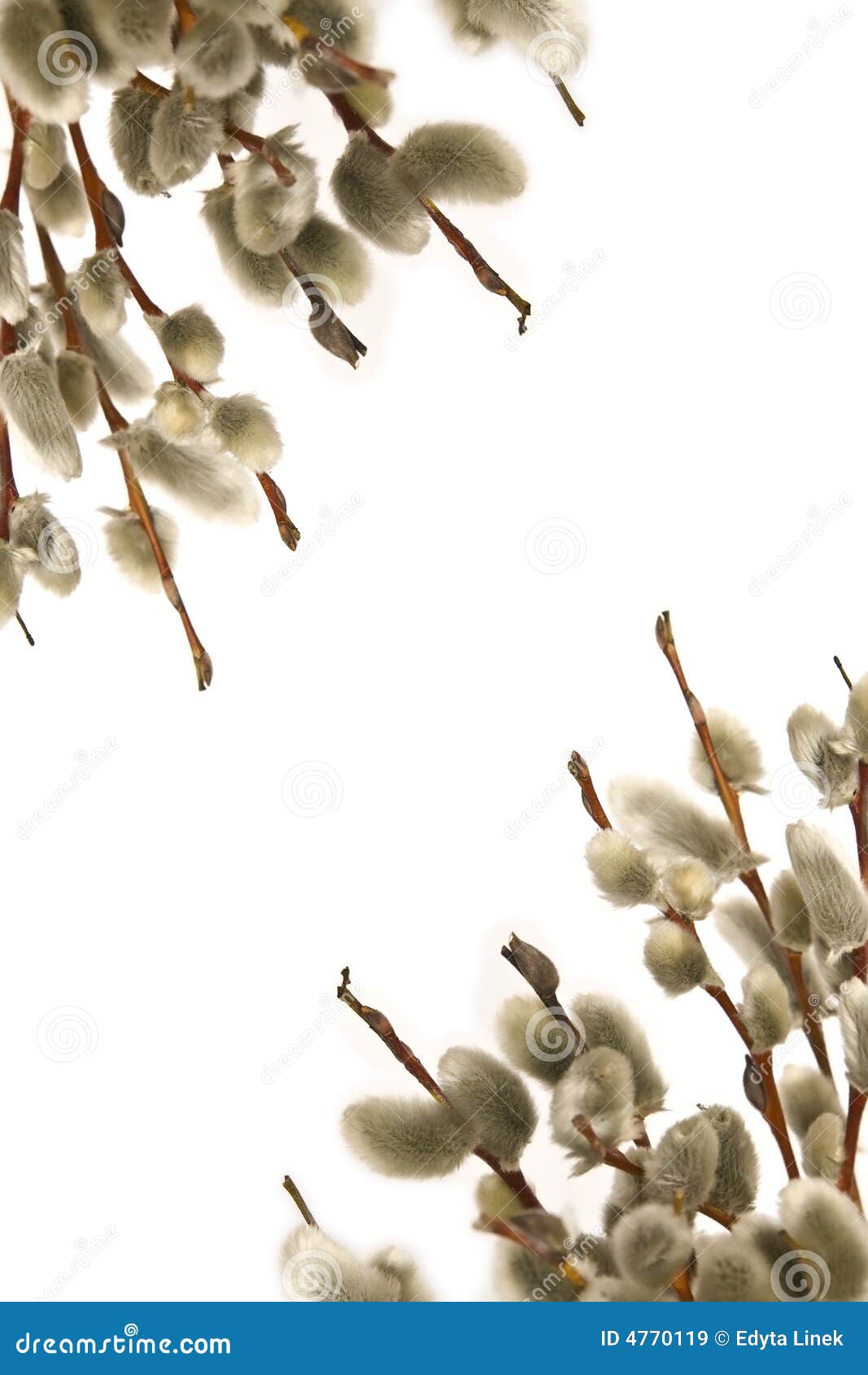 Bazie obraz stock. Obraz złożonej z roślina, bazia, dużo - 4770119