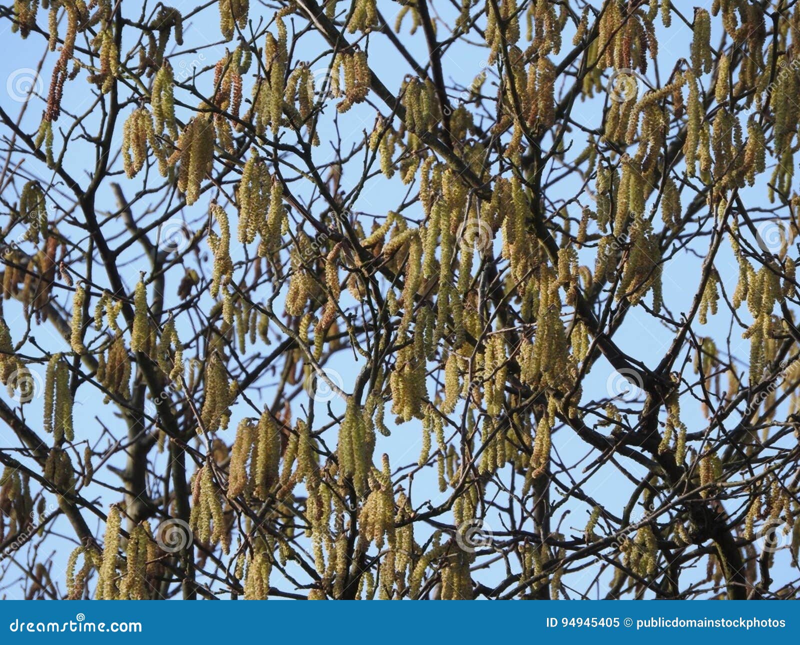 Bazie Obraz. Obraz: 94945405