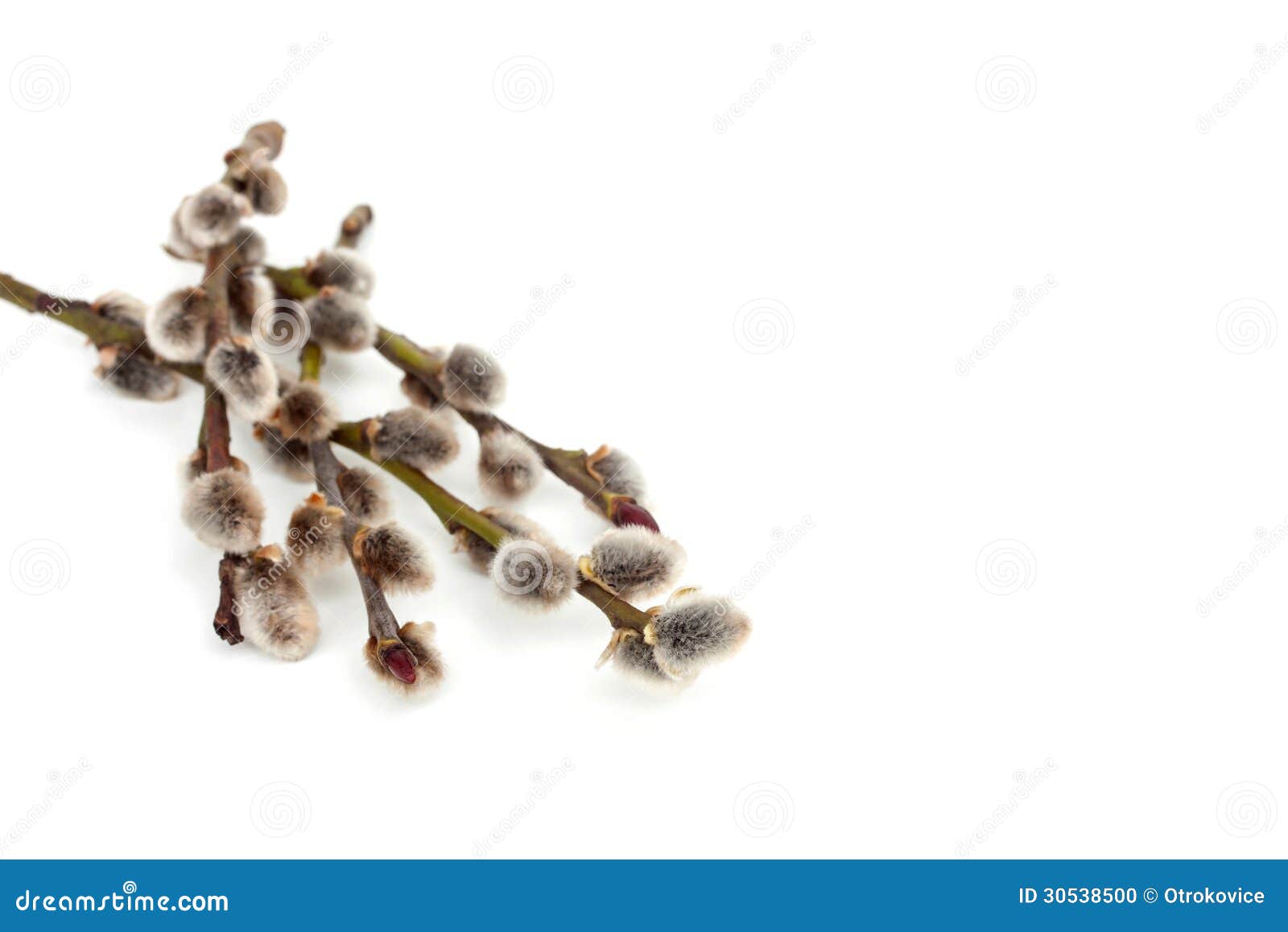 Bazie na białym tle zdjęcie stock. Obraz złożonej z pojedynczy - 30538500