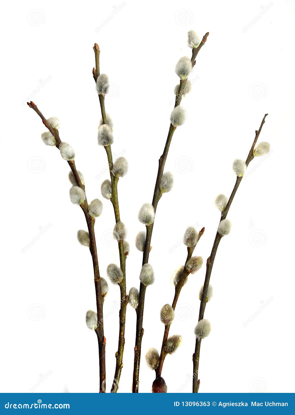 Social Trends : galezie-wierzba-bazie.php